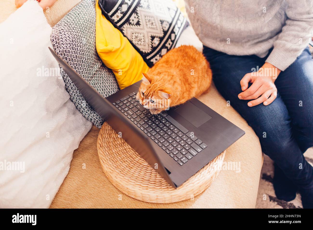 Curious ginger cat looking at screen of laptop watching video with man ...