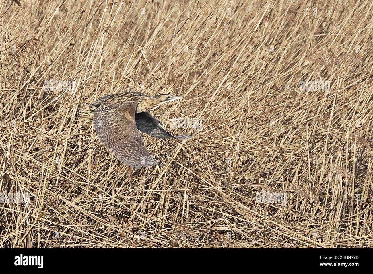 A Great Bittern in flight on the Somerset Levels Stock Photo - Alamy