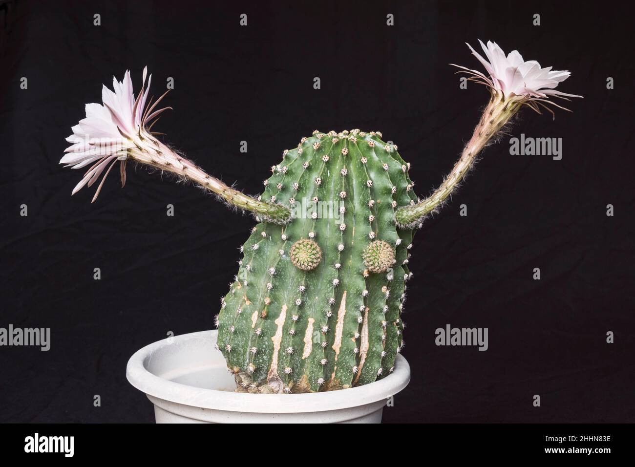 Cactus with eyes and arms hi-res stock photography and images - Alamy