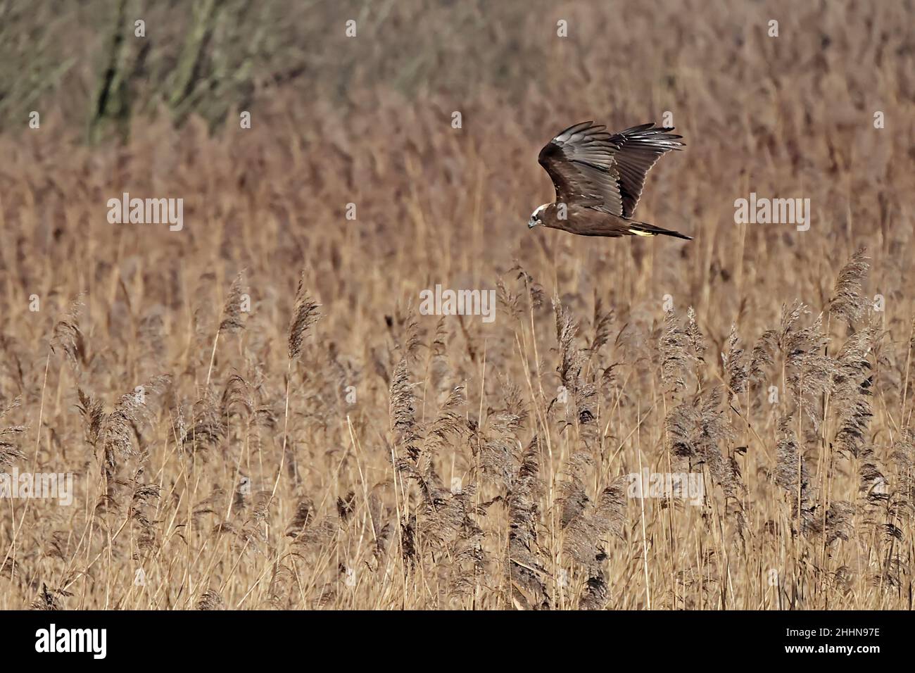 A Marsh Harrier flying over a reed bed on the Somerset Levels Stock ...