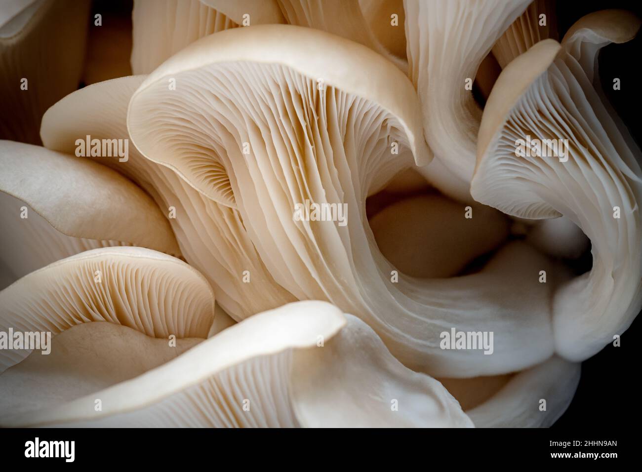 Grey Oyster mushrooms isolated on black background Stock Photo - Alamy
