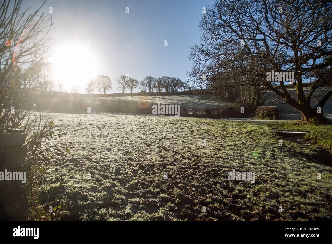 Grass tufts covered in frost hi-res stock photography and images - Alamy