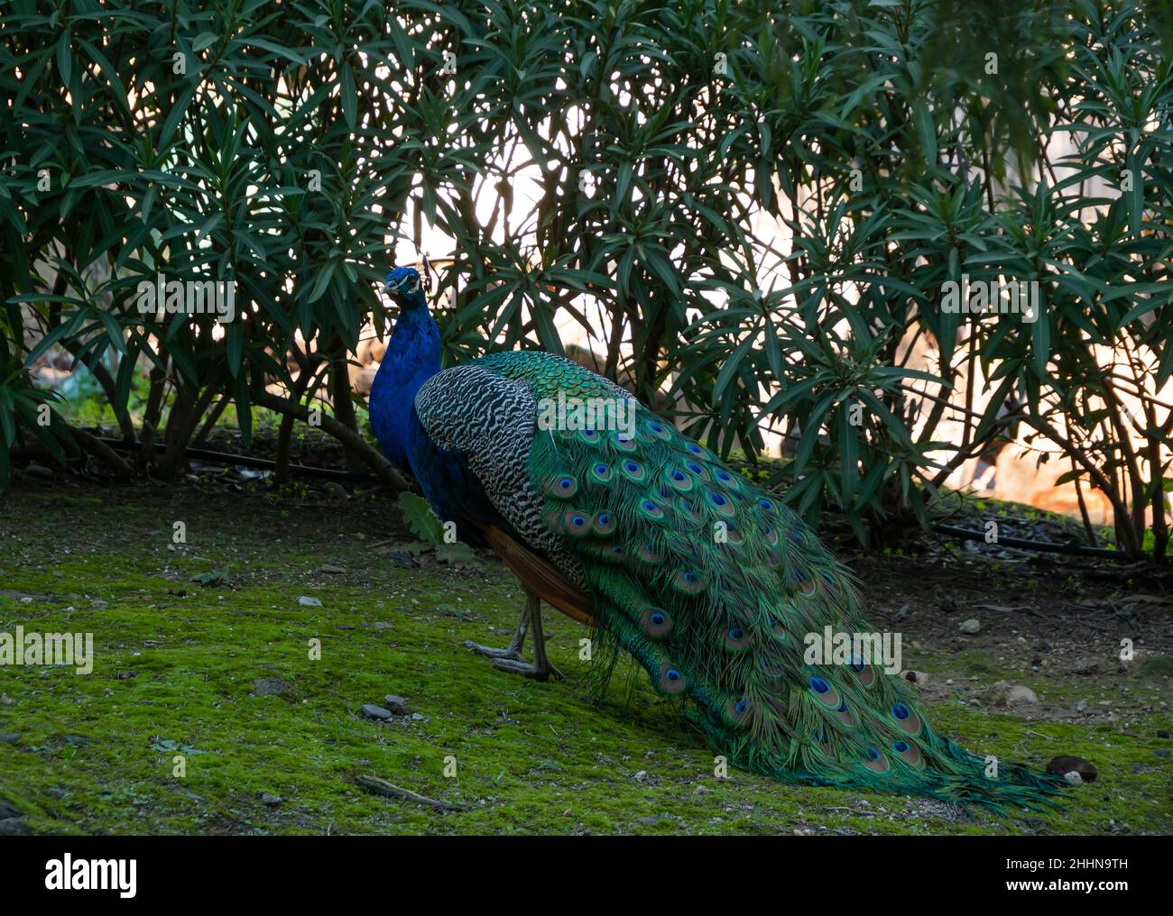 close-up portrait profile of a male peacock in nature, full body ...