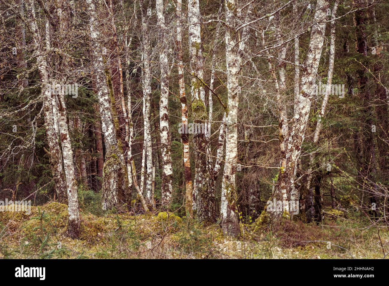 A view of a forest background Stock Photo - Alamy