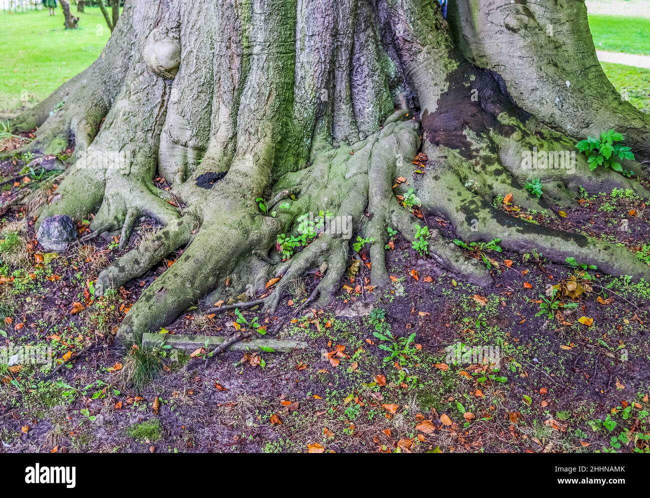 A very old twisted tree with many roots Stock Photo - Alamy