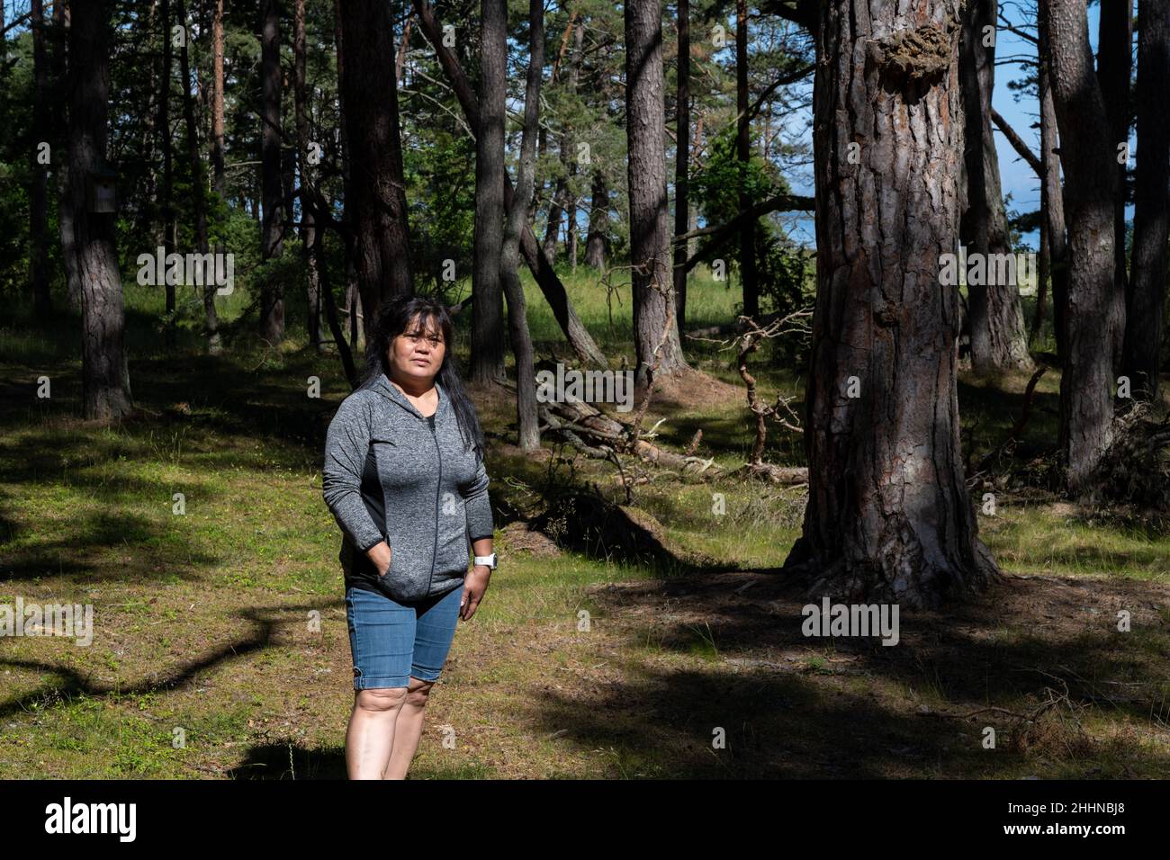 An Asian middle-aged woman in a pine tree forest. A pine is any conifer ...