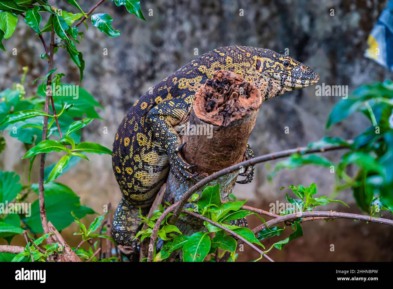 Varan lizard on the tree in Zanzibar, Tanzania Stock Photo - Alamy