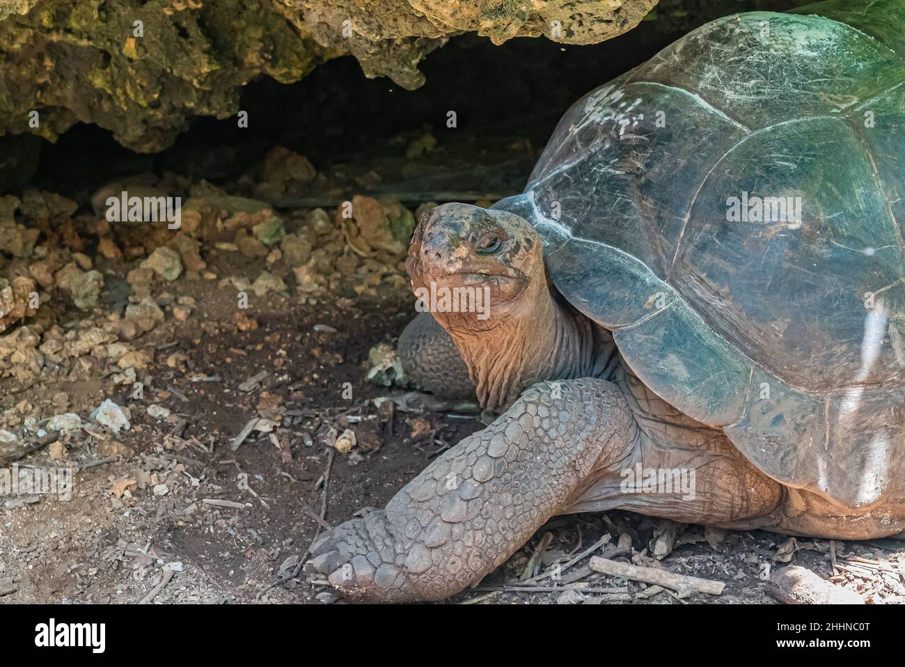 Aldabra giant tortoise under the rock, Turtle in Zanzibar, Tanzania ...