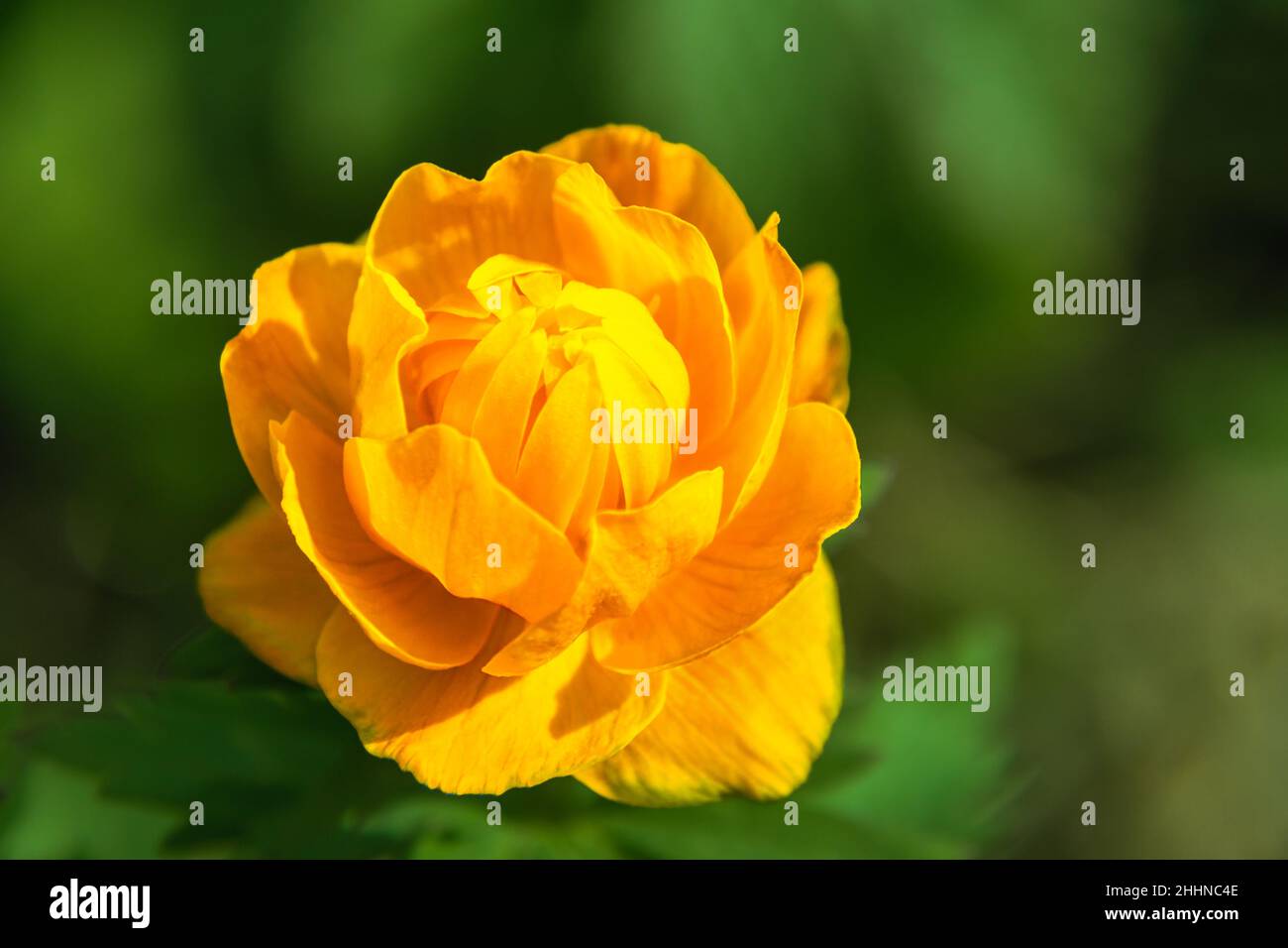 almost fabulous flower of bright orange color, which is associated with ...