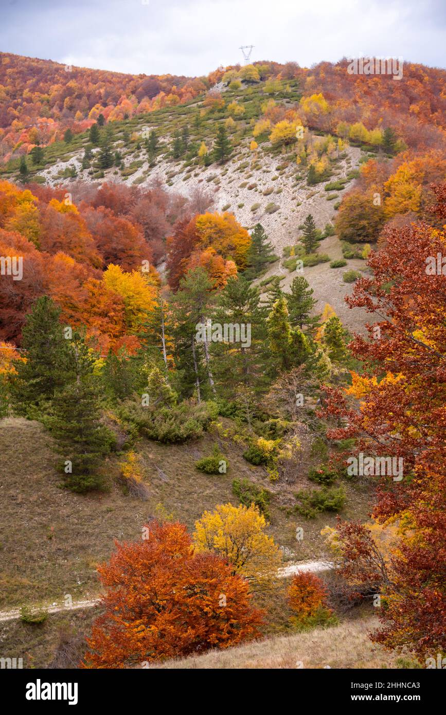 Autumn seasonal landscape with orange trees Stock Photo - Alamy