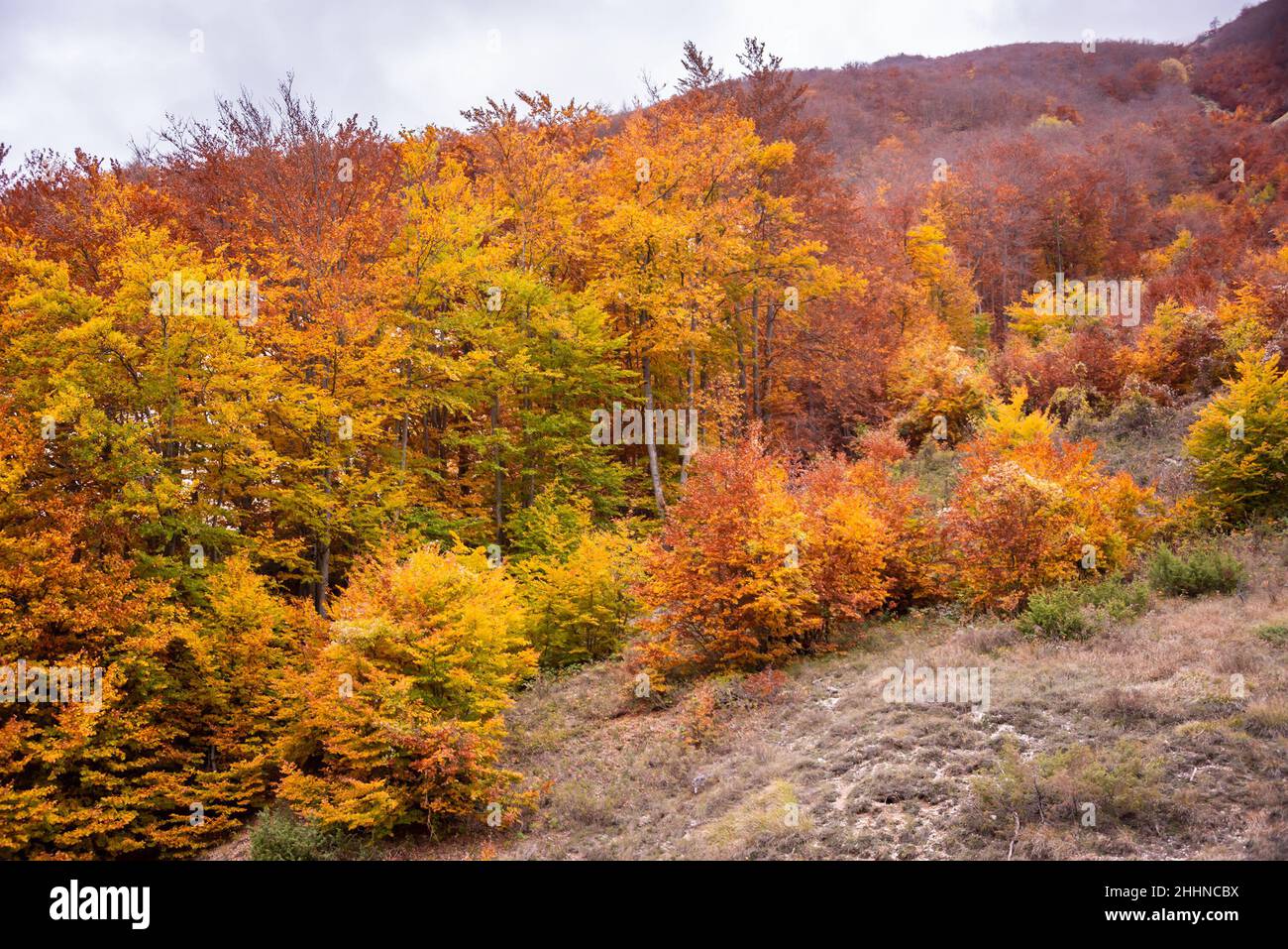 Autumn seasonal landscape with orange trees Stock Photo - Alamy