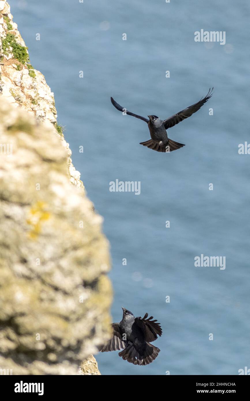 Jackdaw (Corvus monedula) flting up cliff face Stock Photo - Alamy