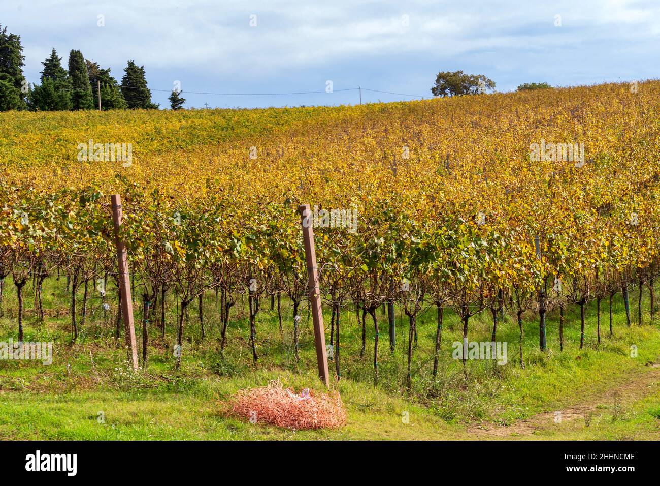 Agricultural estate, Vineyard, Macerata, Marche, Italy, Europe Stock ...