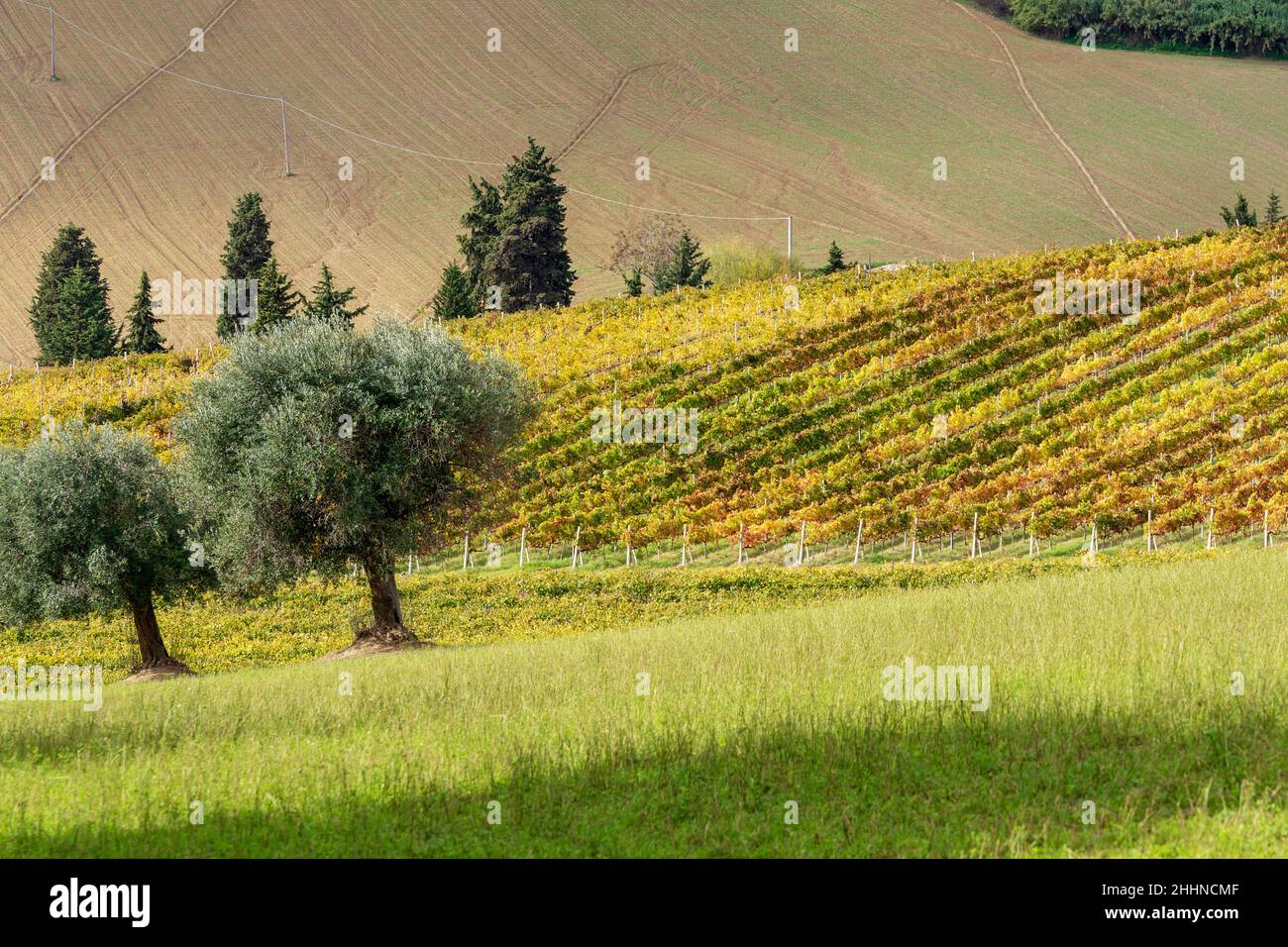 Agricultural estate, Vineyard, Macerata, Marche, Italy, Europe Stock ...
