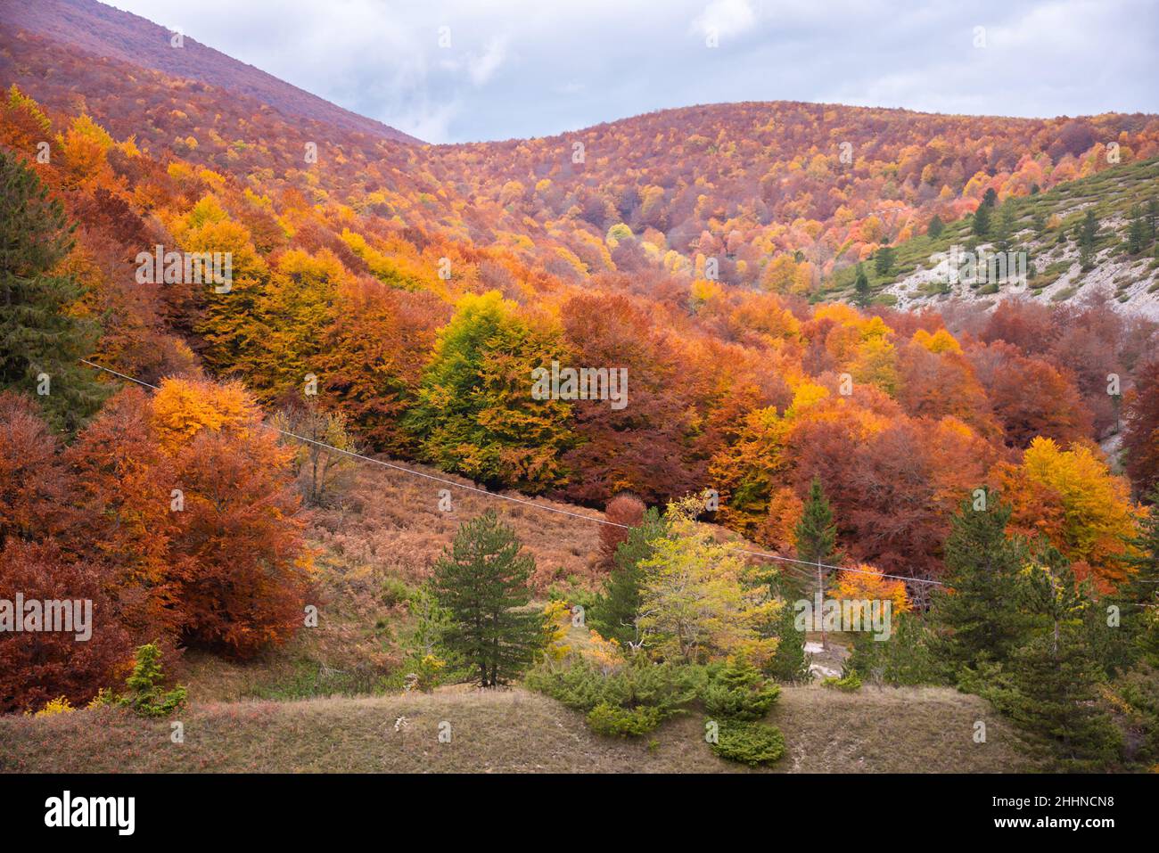 Autumn seasonal landscape with orange trees Stock Photo - Alamy