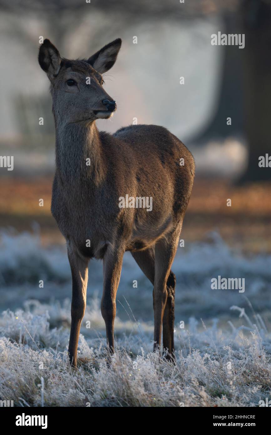Frosty bushy park hi-res stock photography and images - Alamy