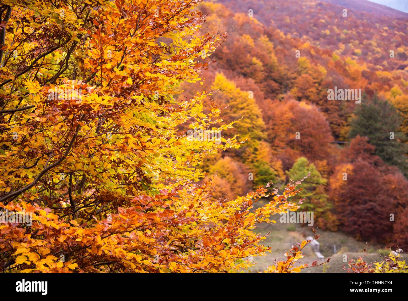 Autumn seasonal landscape with orange trees Stock Photo - Alamy