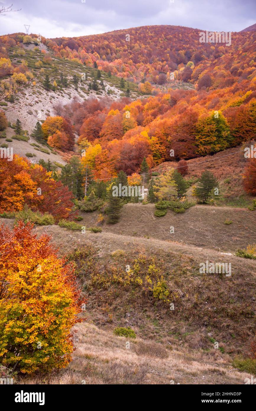 Autumn seasonal landscape with orange trees Stock Photo - Alamy
