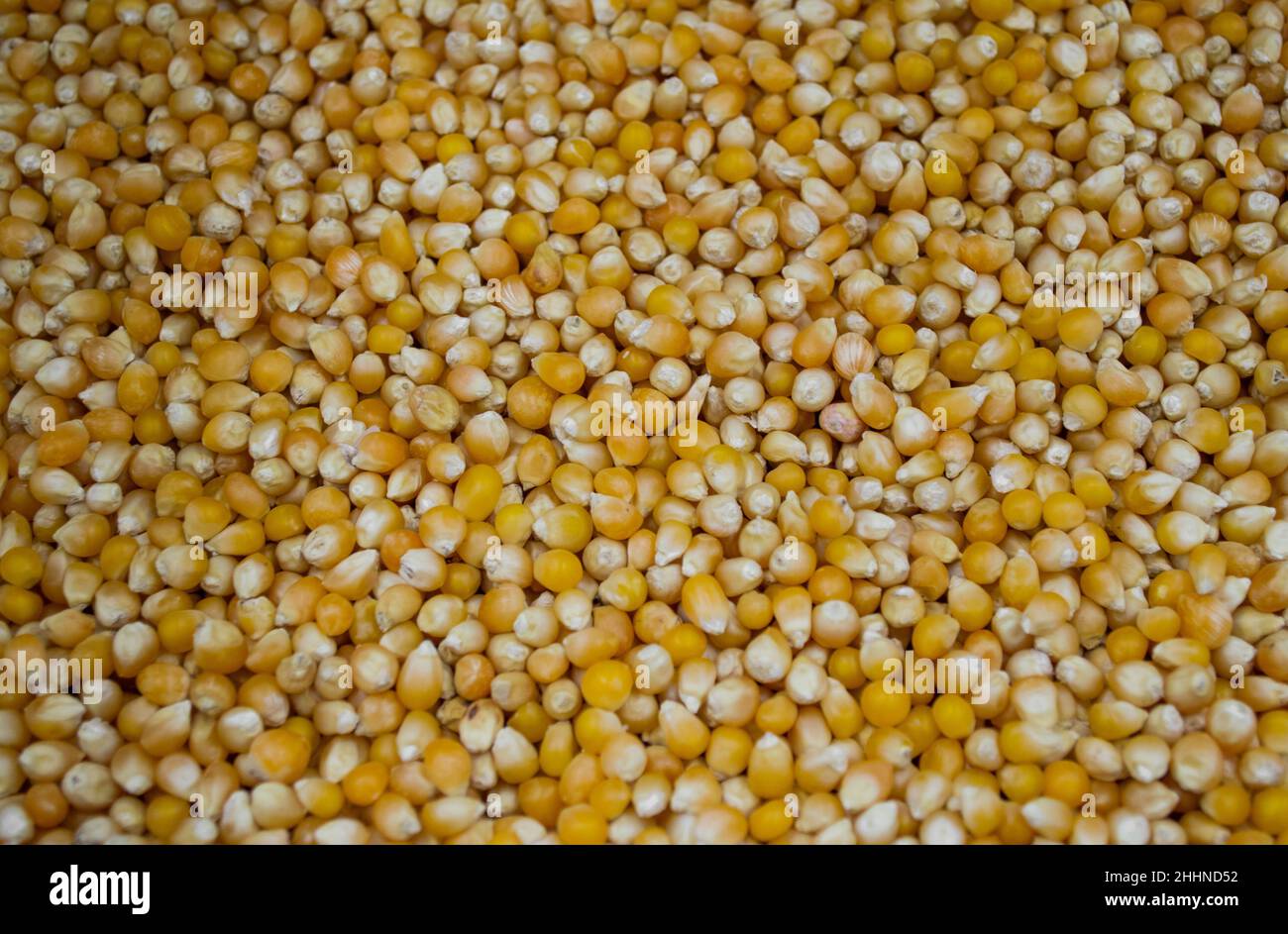 Lots of ripe, dry corn kernels for popcorn. Yellow background Stock ...