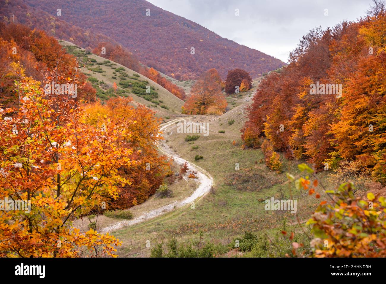 Autumn seasonal landscape with orange trees Stock Photo - Alamy