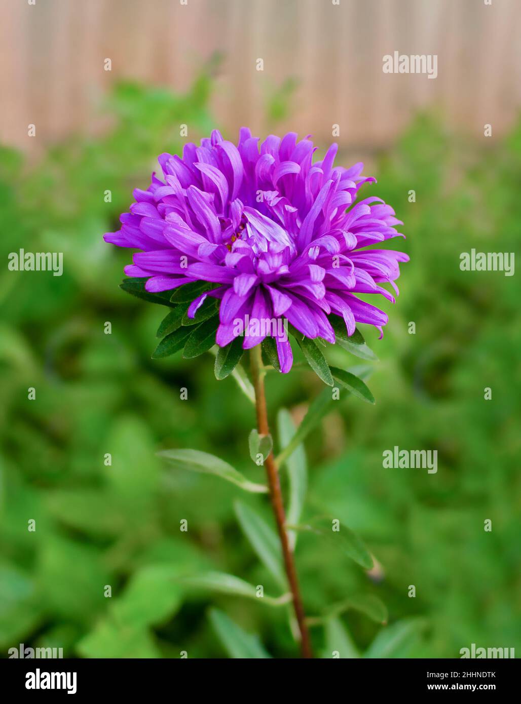 Purple Aster Flower On A Green Background In The Garden On An Autumn Day Floral Natural