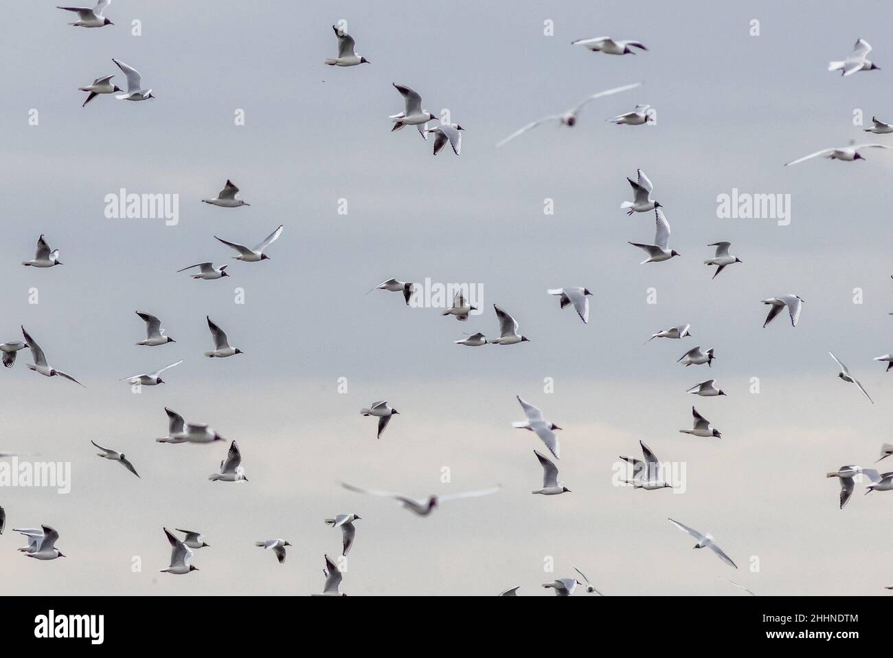 Closeup flying black headed gulls hi-res stock photography and images ...