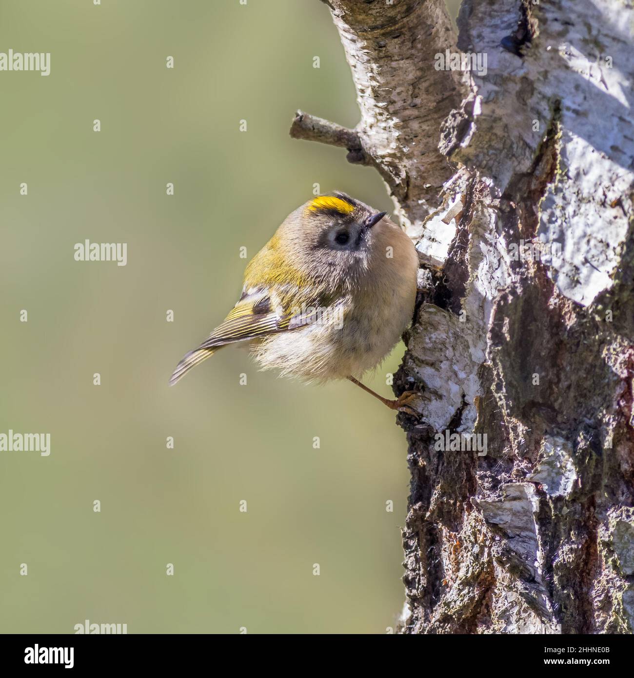Goldcrest (Regulus regulus) on a tree Stock Photo - Alamy