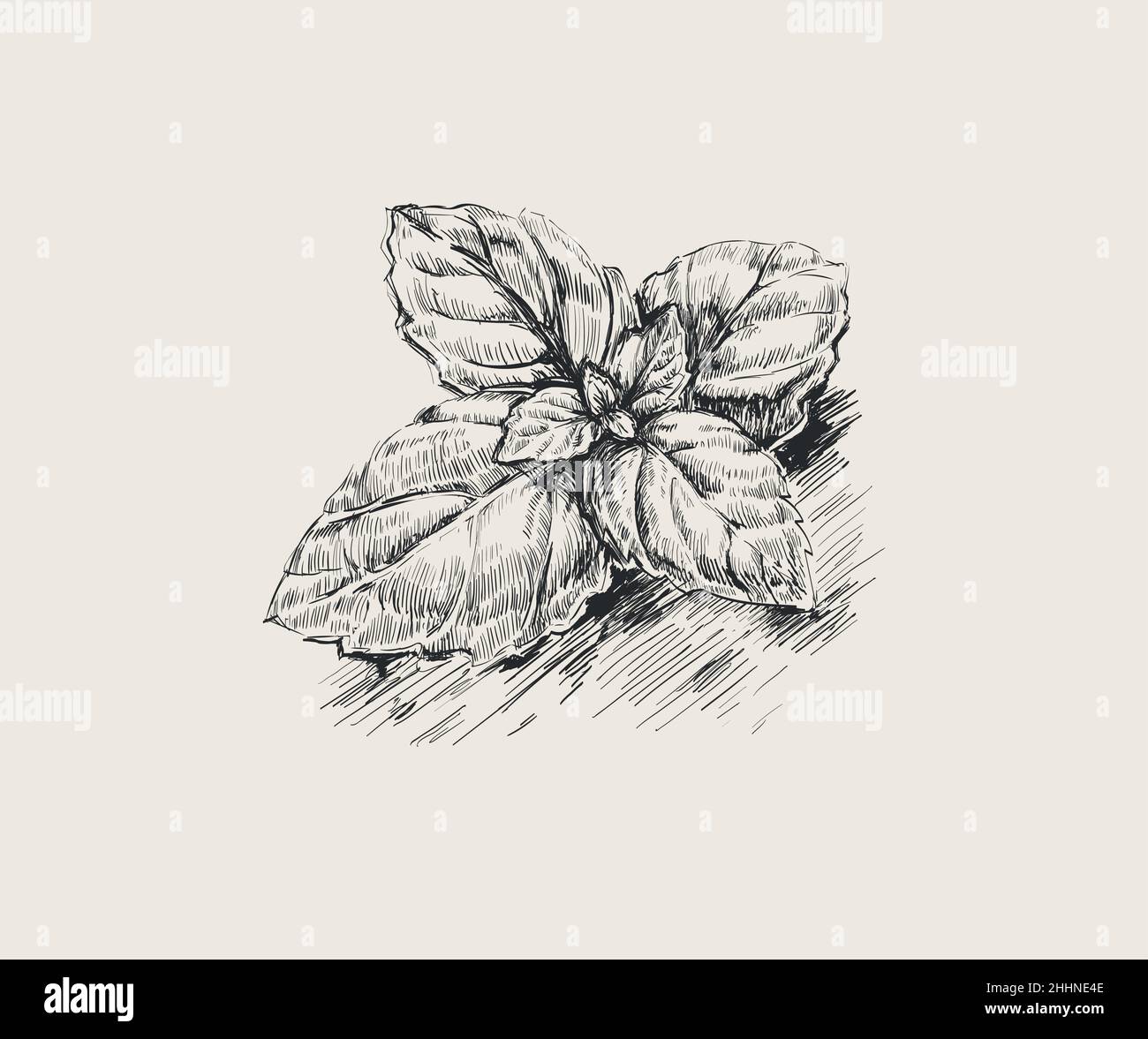 Basil Leaves. Hand Drawn Sketch Vector Illustration Stock Vector Image ...