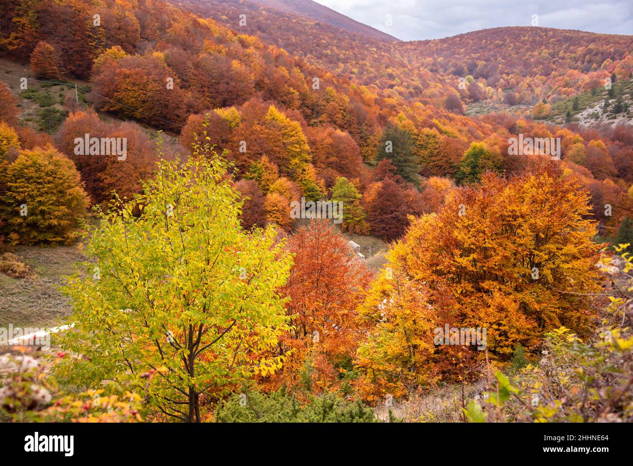 Autumn seasonal landscape with orange trees Stock Photo - Alamy