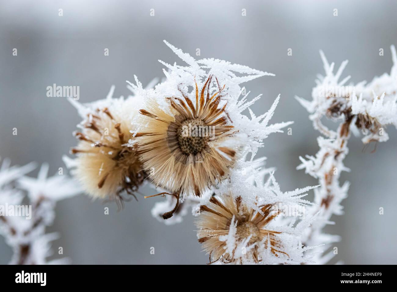 Dried out flowers covered with spiky ice frost close-up photo in winter ...