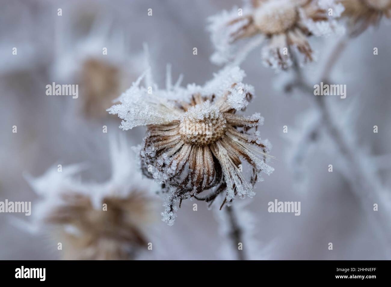 Dried out flowers covered with spiky ice frost close-up photo in winter ...