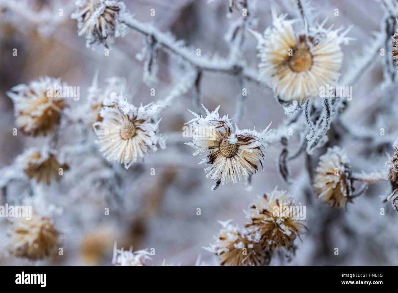 Dried out flowers covered with spiky ice frost close-up photo in winter ...