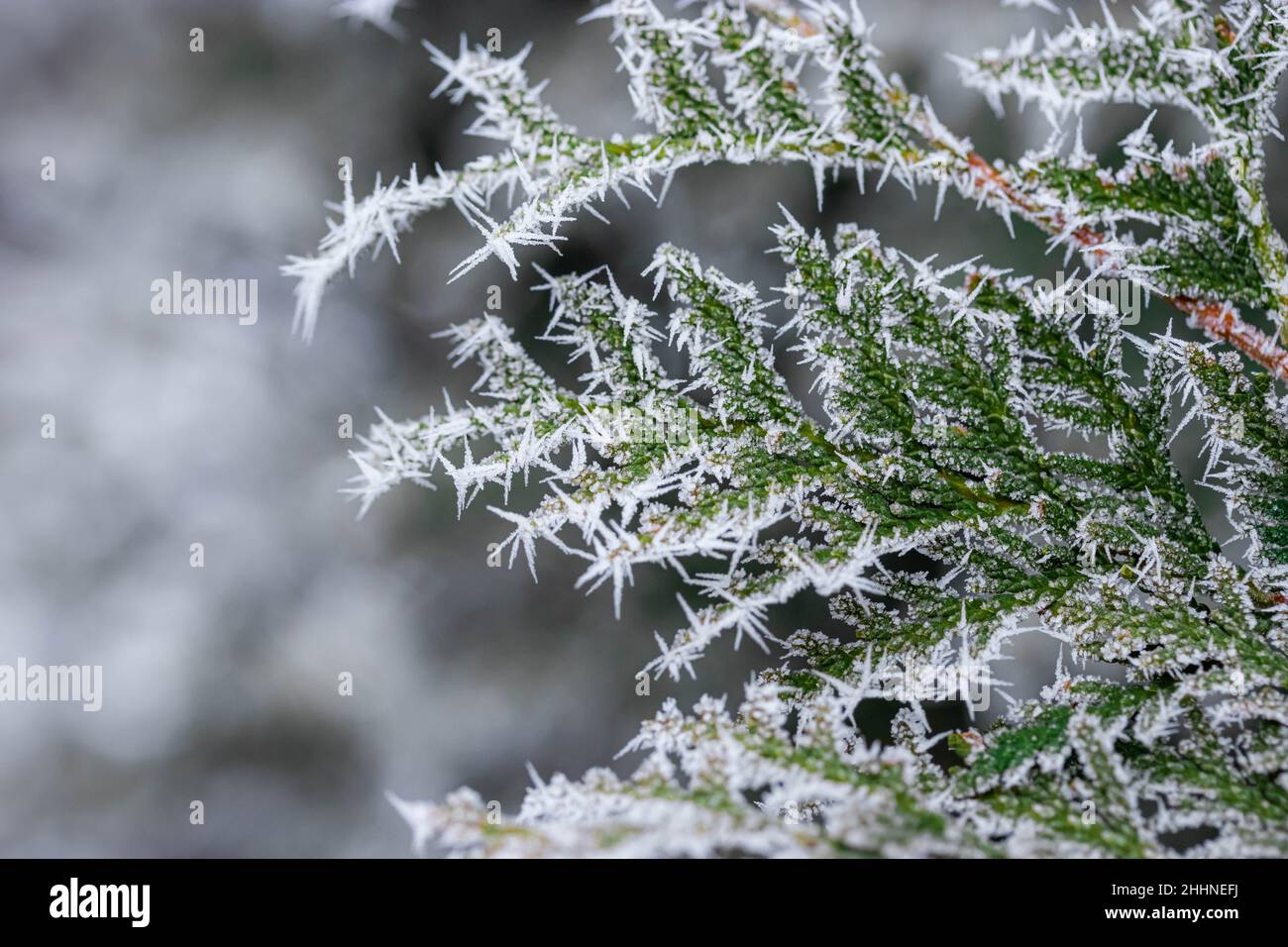 Branches covered with spiky ice frost close-up photo in winter Stock ...