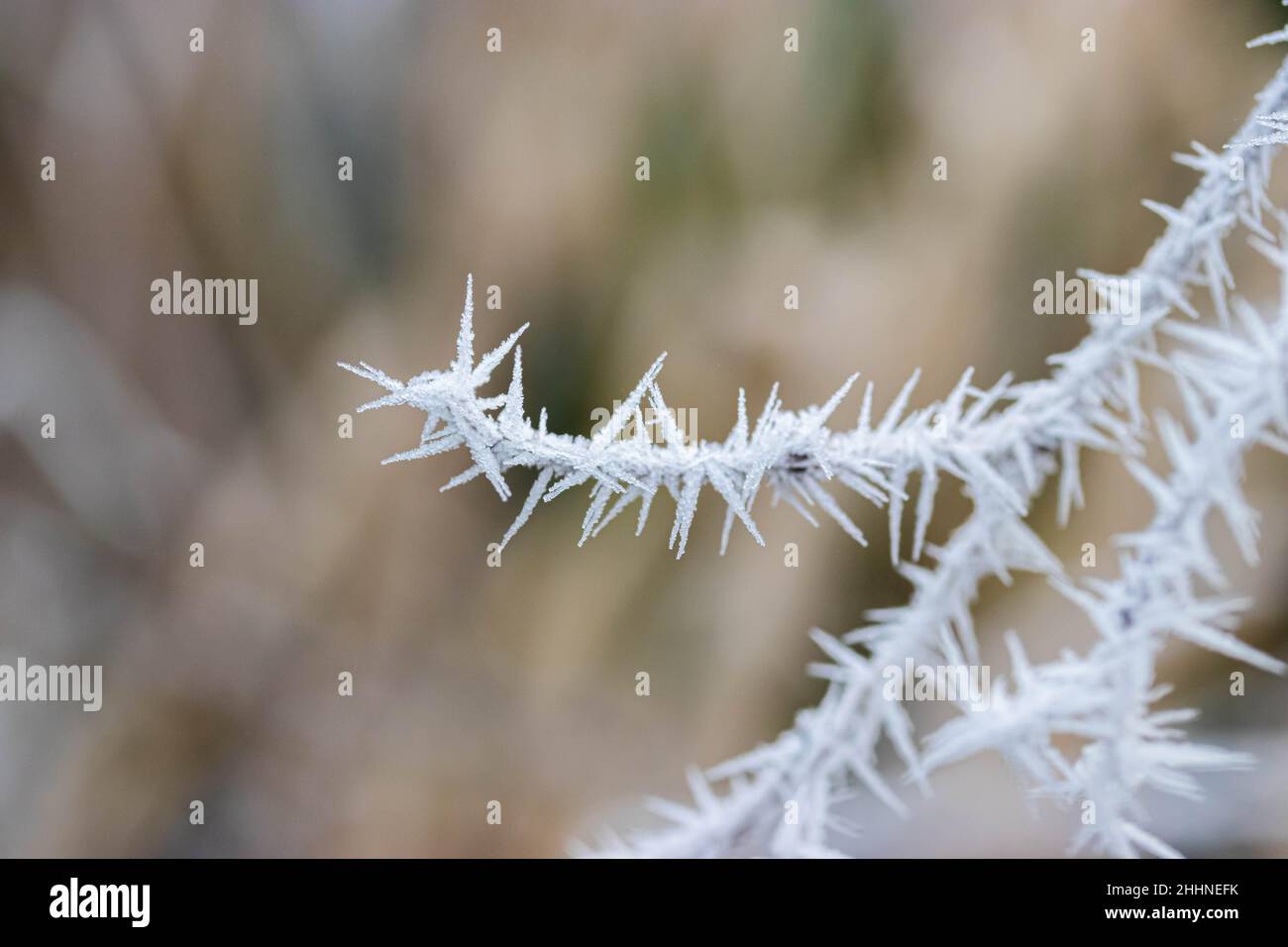 Branches covered with spiky ice frost close-up photo in winter Stock ...