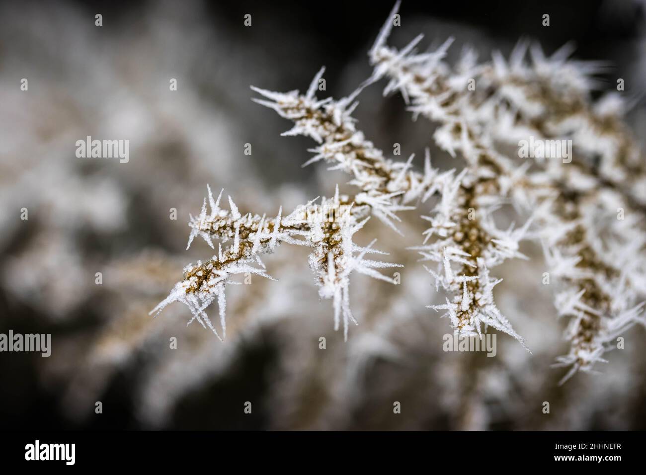 Branches covered with spiky ice frost close-up photo in winter Stock ...