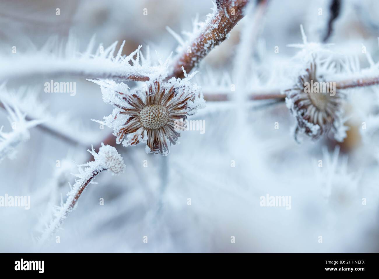 Dried out flowers covered with spiky ice frost close-up photo in winter ...