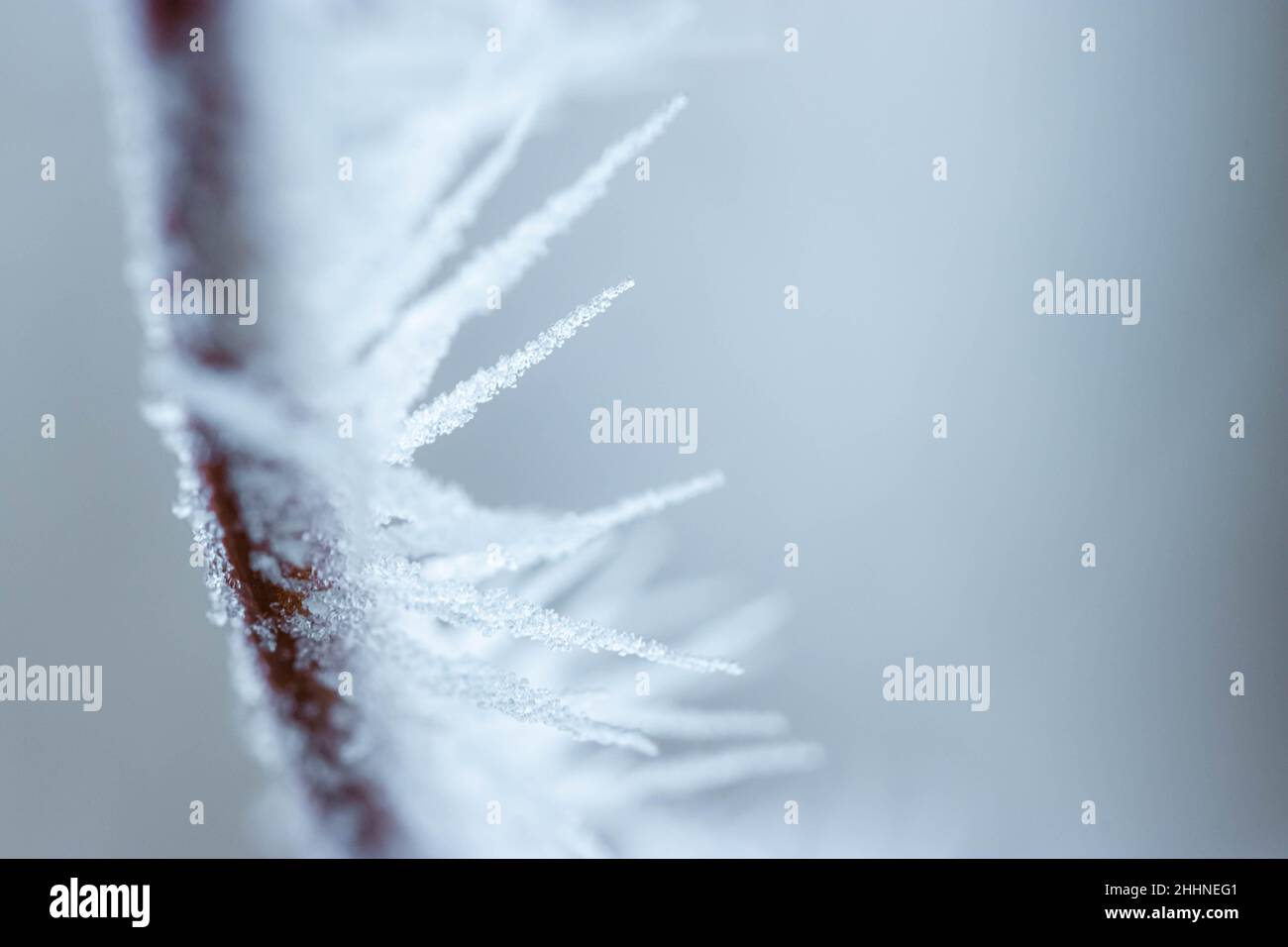 Branches covered with spiky ice frost close-up photo in winter Stock ...