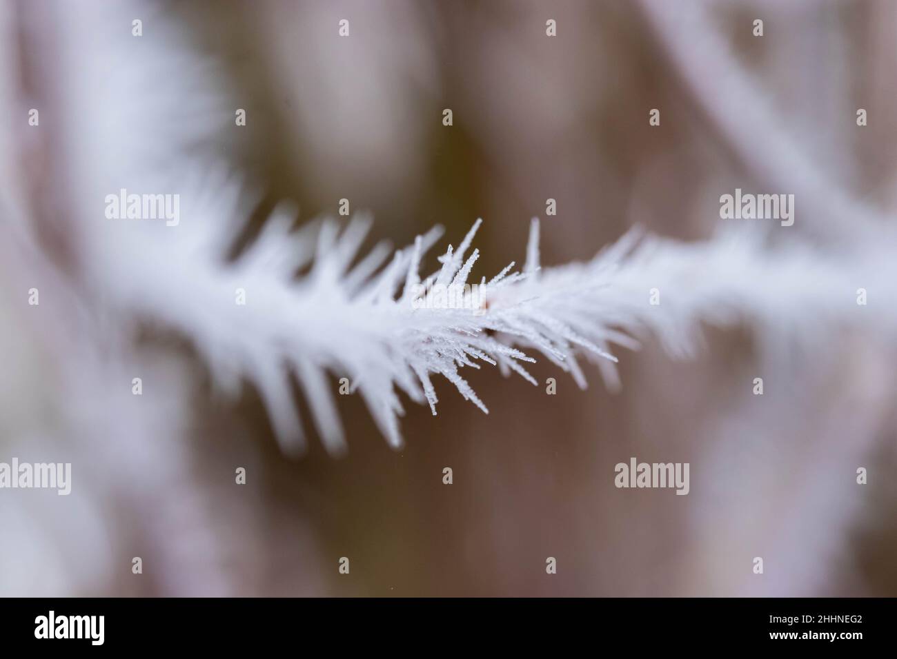 Branches covered with spiky ice frost close-up photo in winter Stock ...