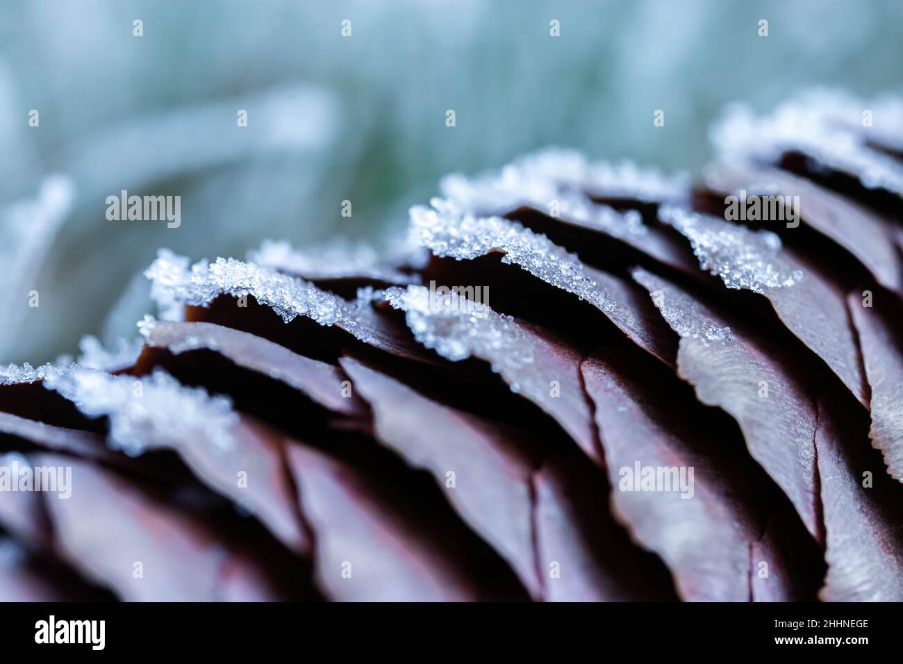 Pine cone covered with spiky ice frost close-up photo in winter Stock ...