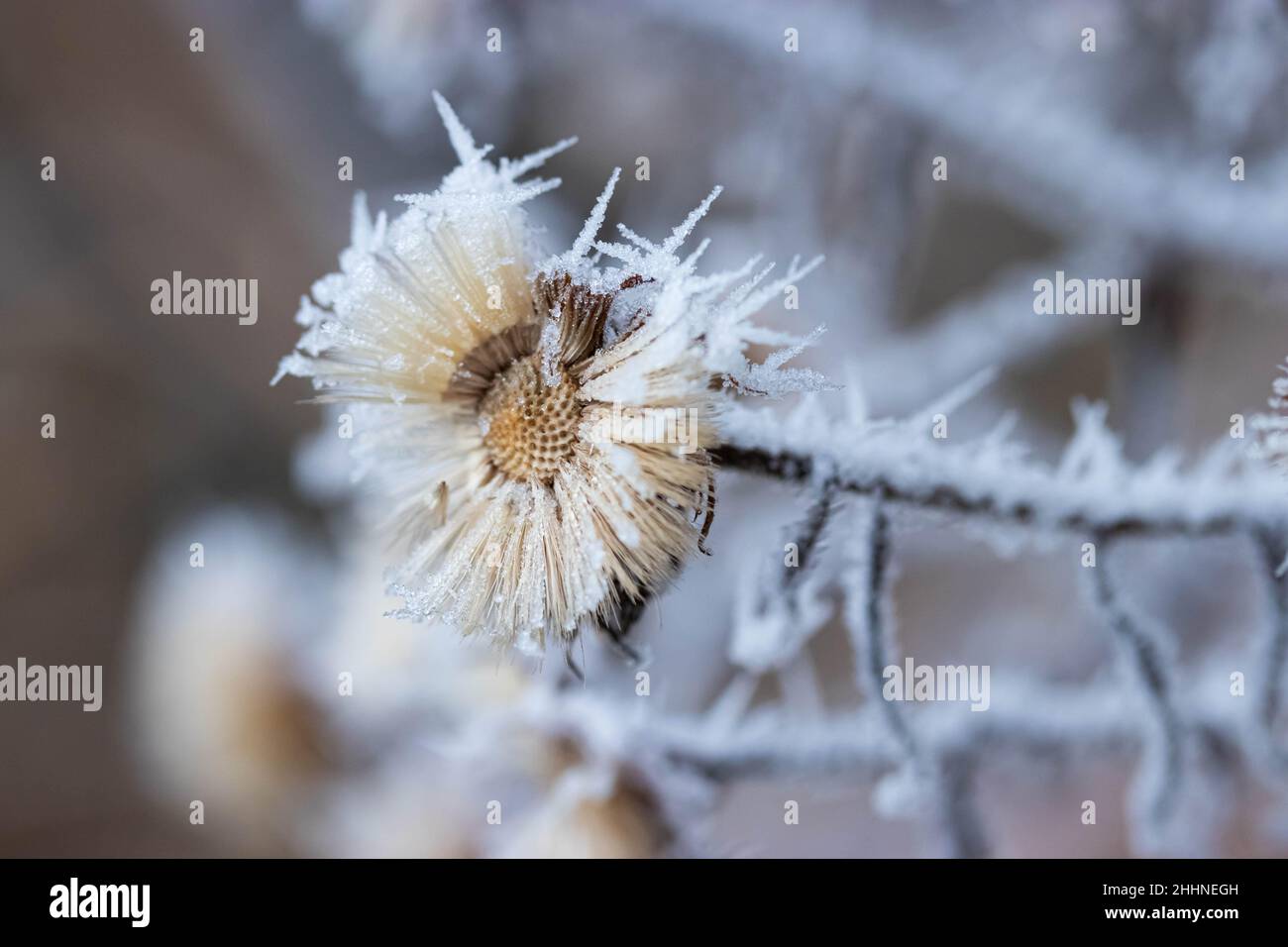 Dried out flowers covered with spiky ice frost close-up photo in winter ...