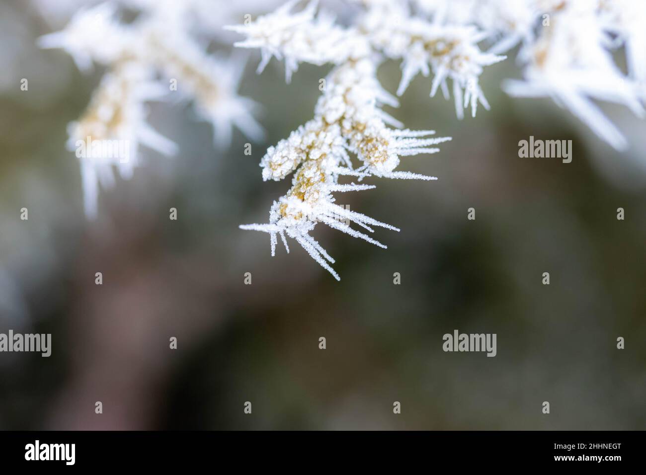 Branches covered with spiky ice frost close-up photo in winter Stock ...