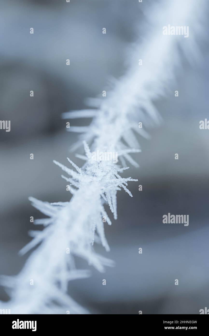 Branches covered with spiky ice frost close-up photo in winter Stock ...