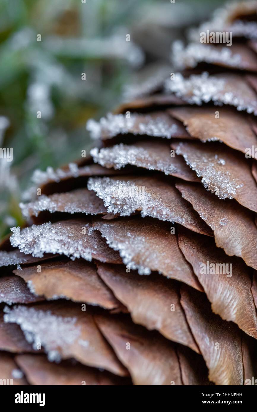 Pine cone covered with spiky ice frost close-up photo in winter Stock ...