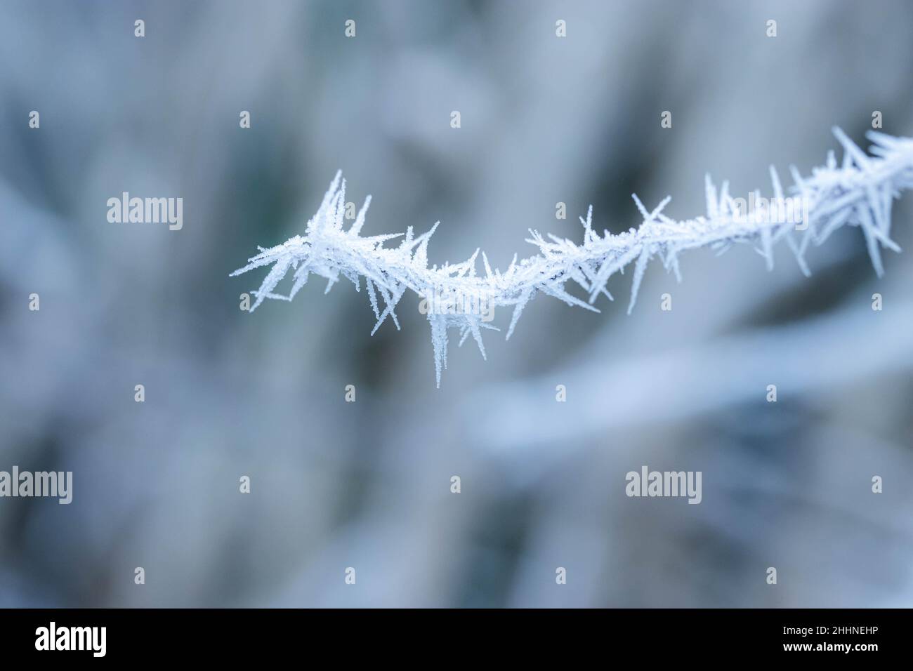 Branches covered with spiky ice frost close-up photo in winter Stock ...