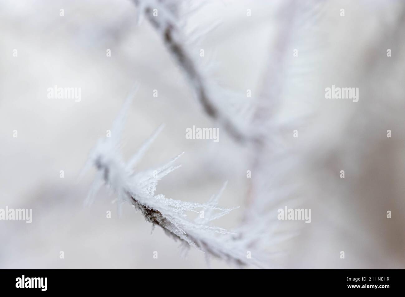 Branches covered with spiky ice frost close-up photo in winter Stock ...