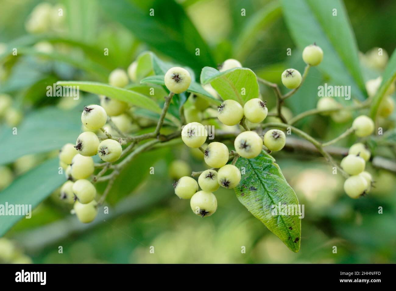 Cotoneaster yellow hi-res stock photography and images - Alamy
