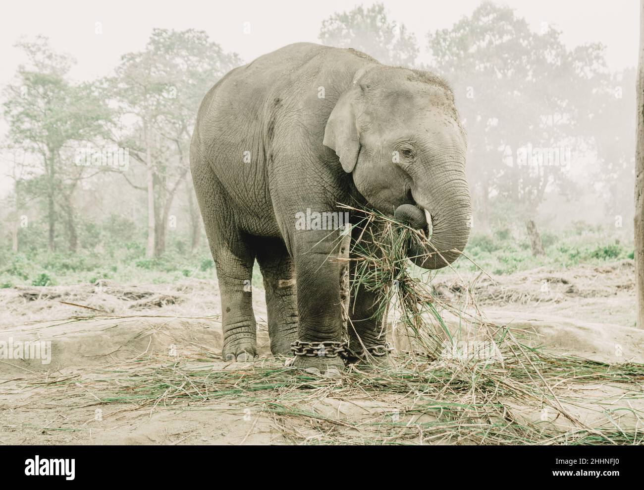 Elephant Breeding Center Chitwan,Nepal Stock Photo - Alamy