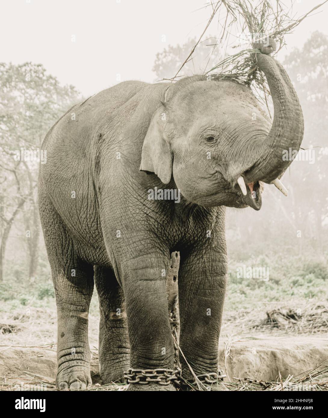 Breeding Elephant