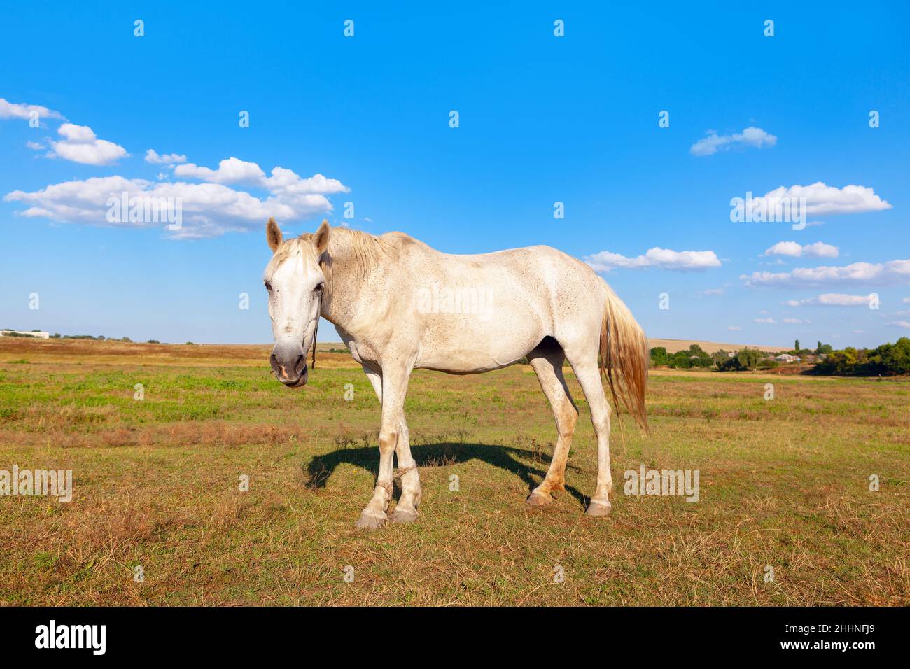 White horse female . Mare on the pasture Stock Photo - Alamy