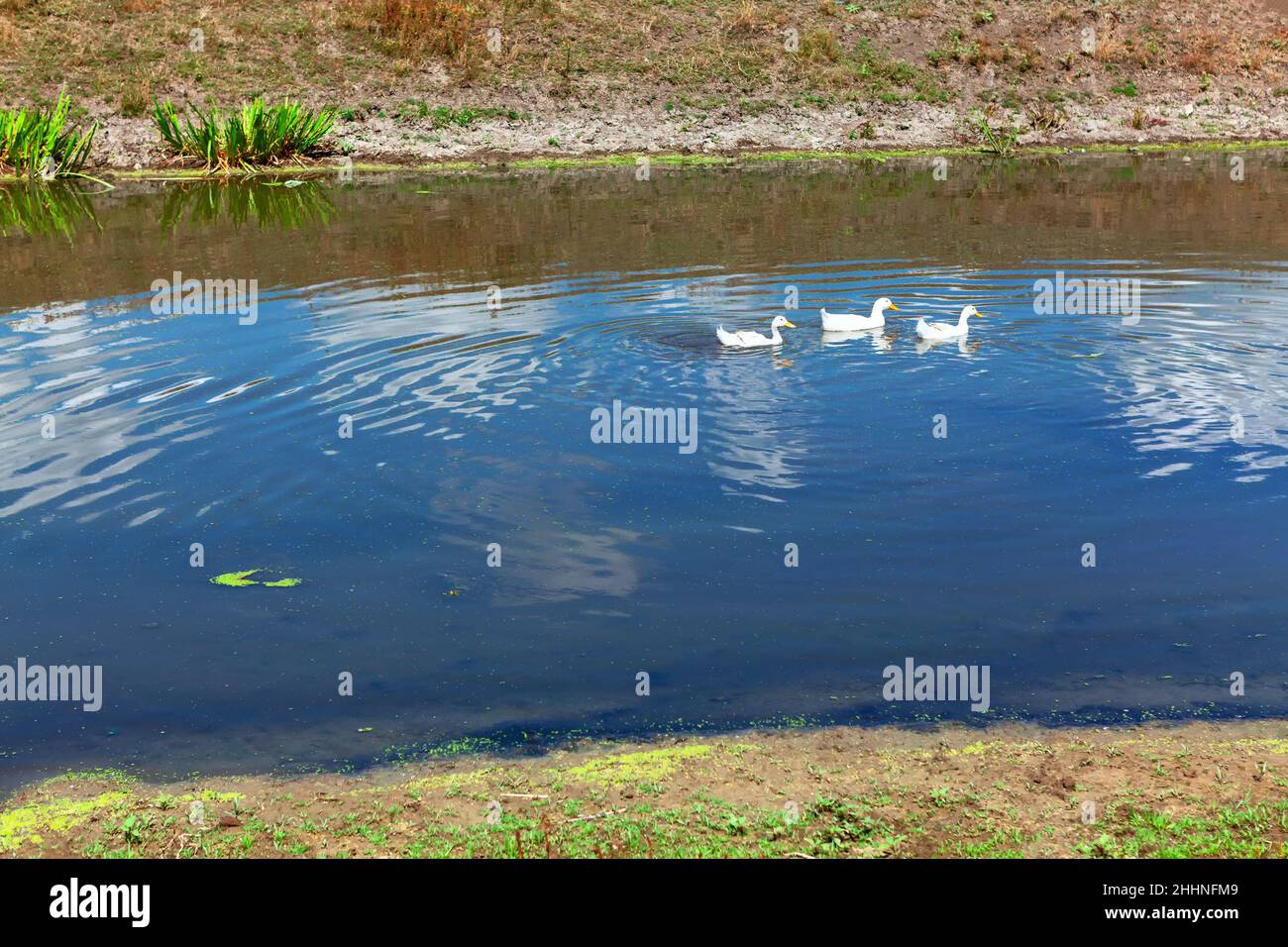 Pond with farm geese . Swimming domestic birds Stock Photo - Alamy